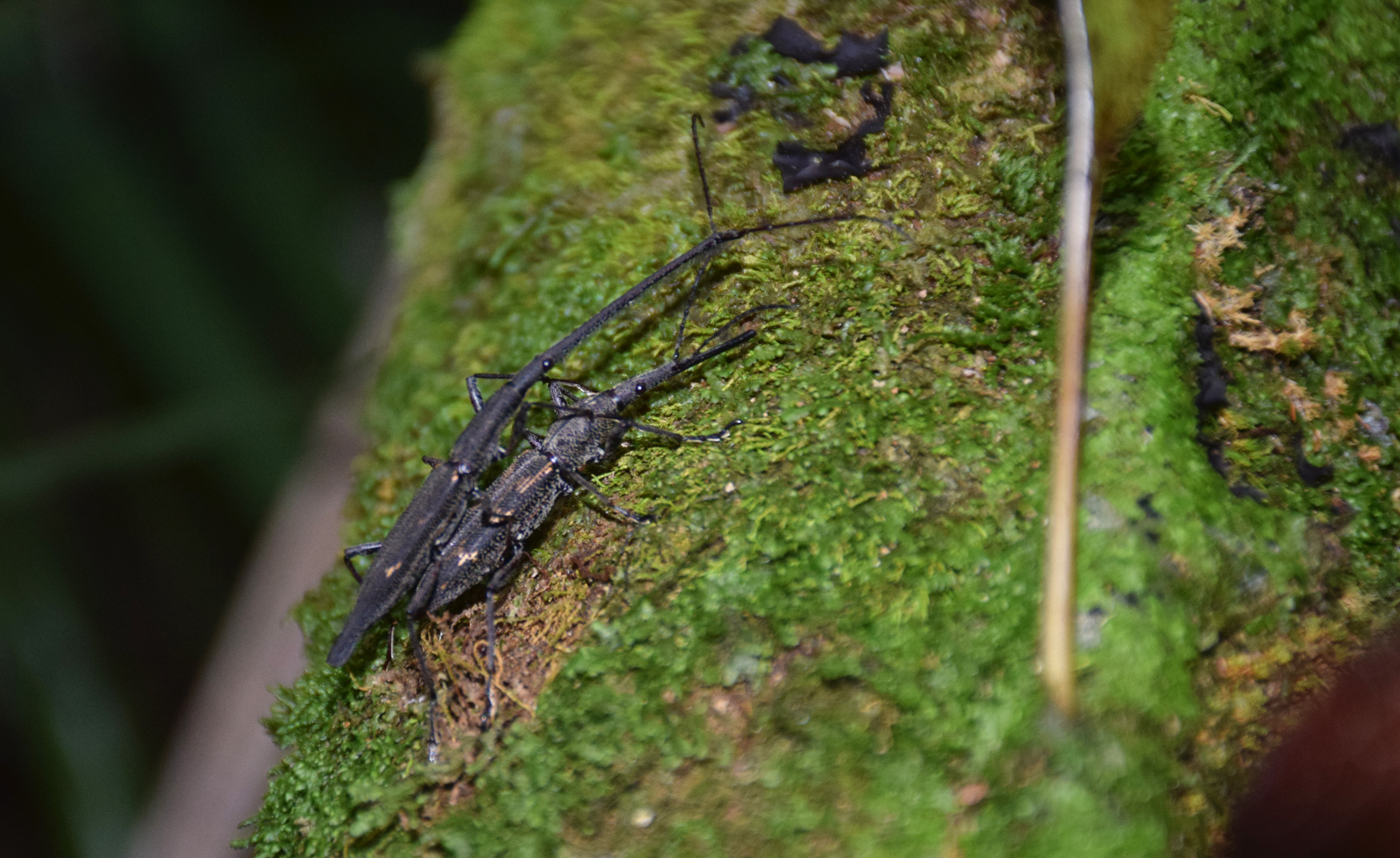 Autumn fun with giraffe weevils – Invertebrate Behavioural Ecology Lab