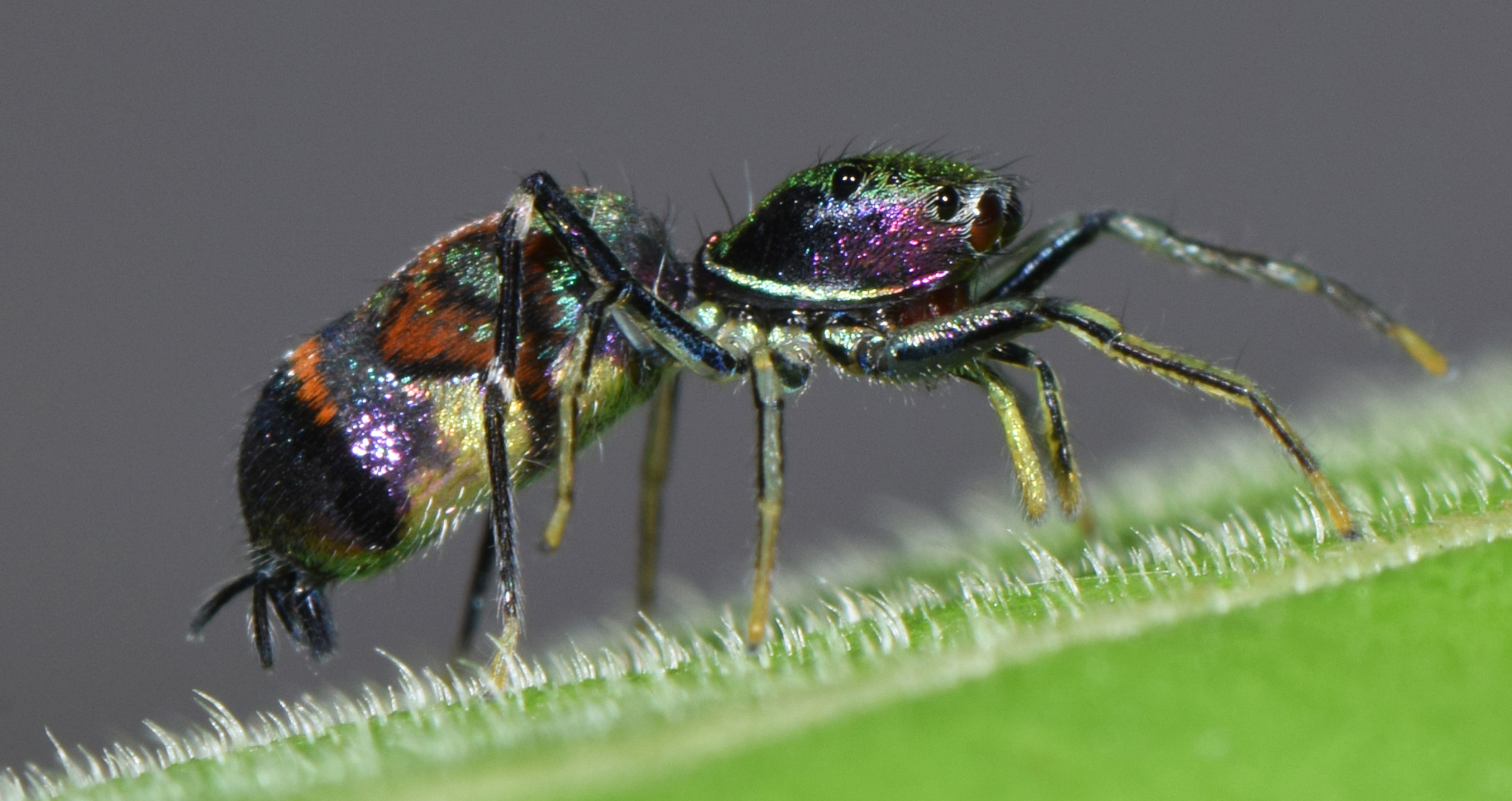 Glamerous and glittery spiders – Invertebrate Behavioural Ecology Lab